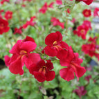 Roter Kaiser Marginal Pond Plant (Mimulus cupreus 'Red Emperor') – Edenmere